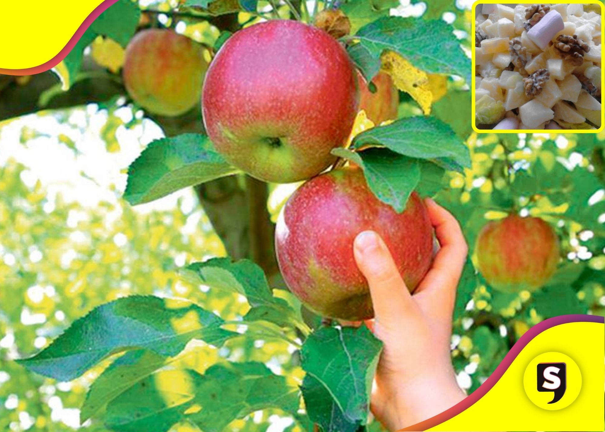 Logro para Hidalgo: Las manzanas lo ayudaron a entrar en este top ...