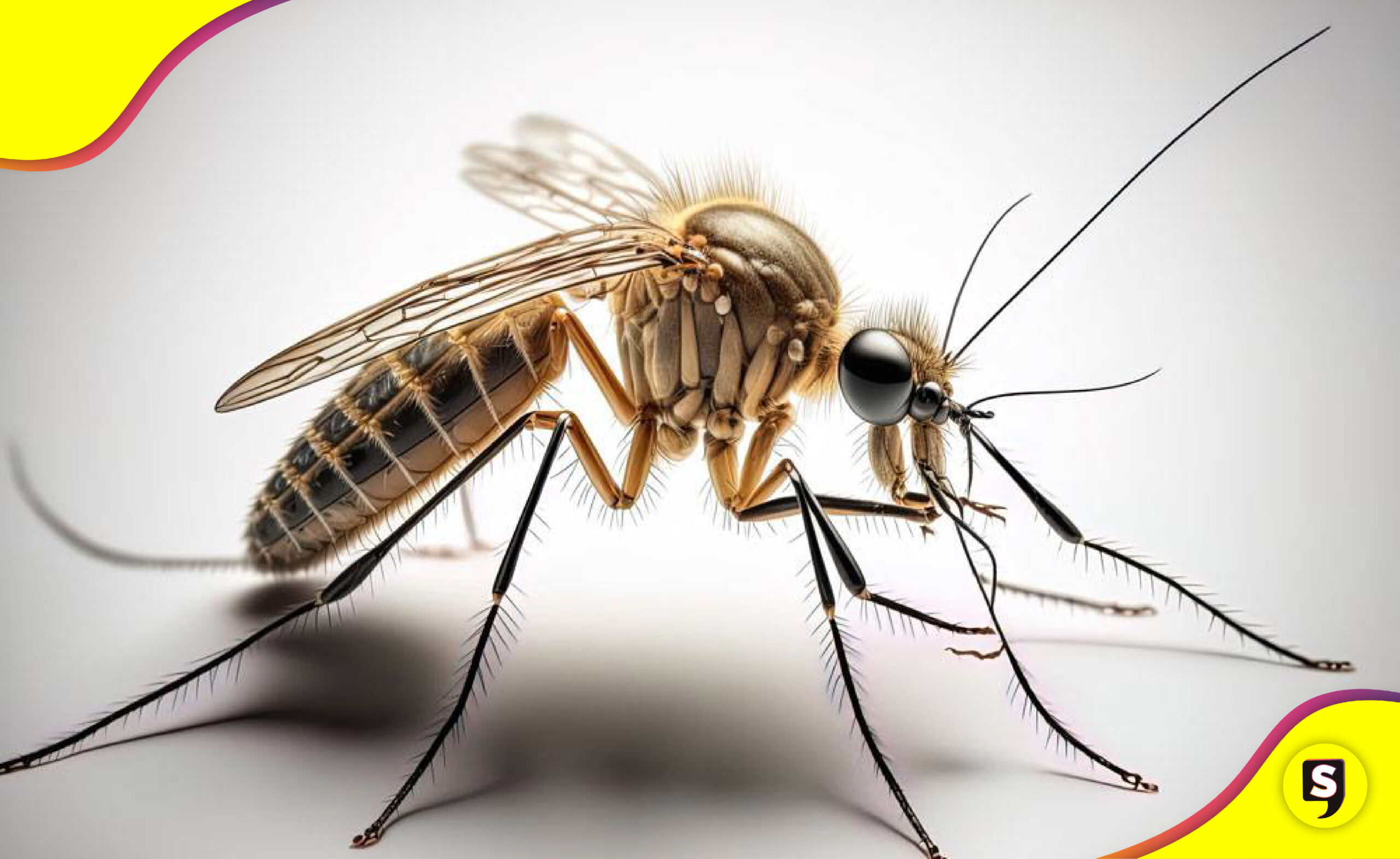 Usa estos 4 colores en tu ropa y dile adiós a los mosquitos