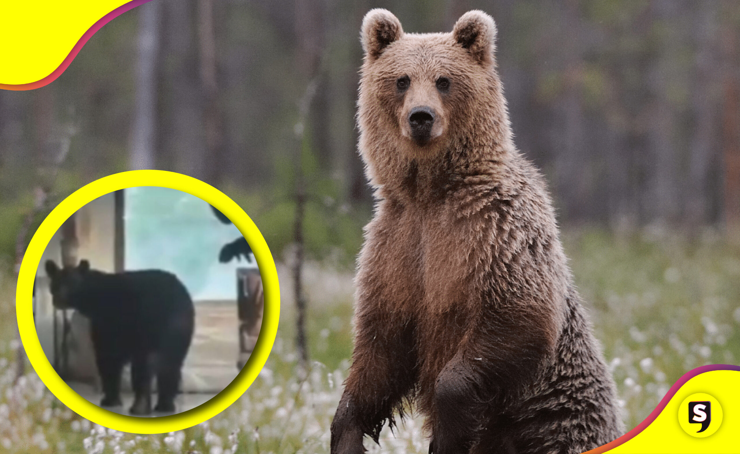 ¿Un oso robando comida en San Pedro Garza García? Esto fue lo que pasó ...