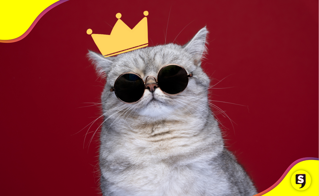 Los michis más luchones serán premiados en Premios Best Michi