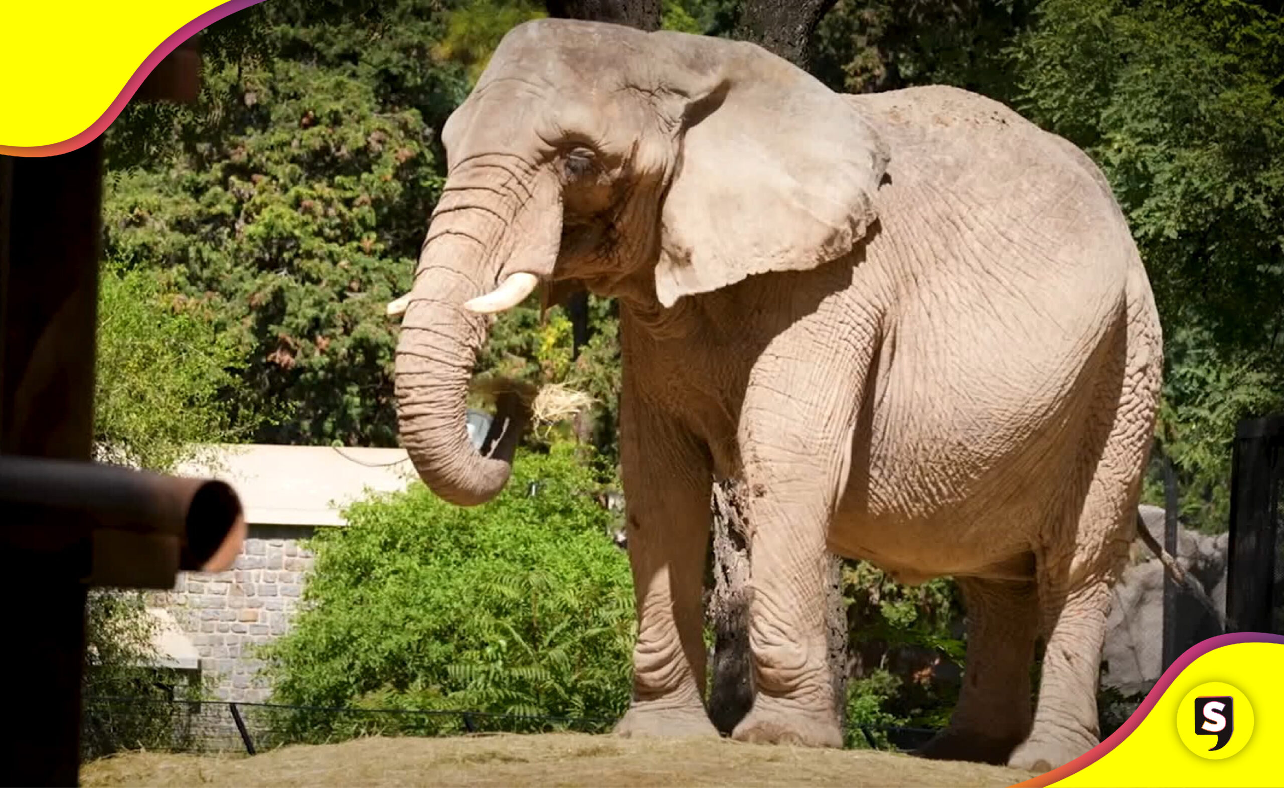 Pupy, la elefanta africana que por fin se ganó su libertad