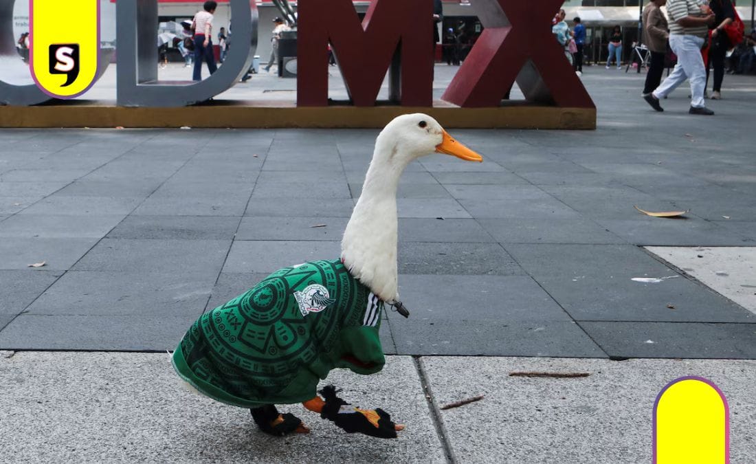 Merlín, el pato mundialista que vende aguas, ya llegó a Vancouver